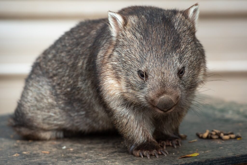 Wombat Kot - warum so besonders? - Jawina